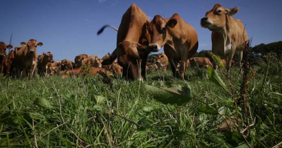 Længe leve den økologiske malkeko
